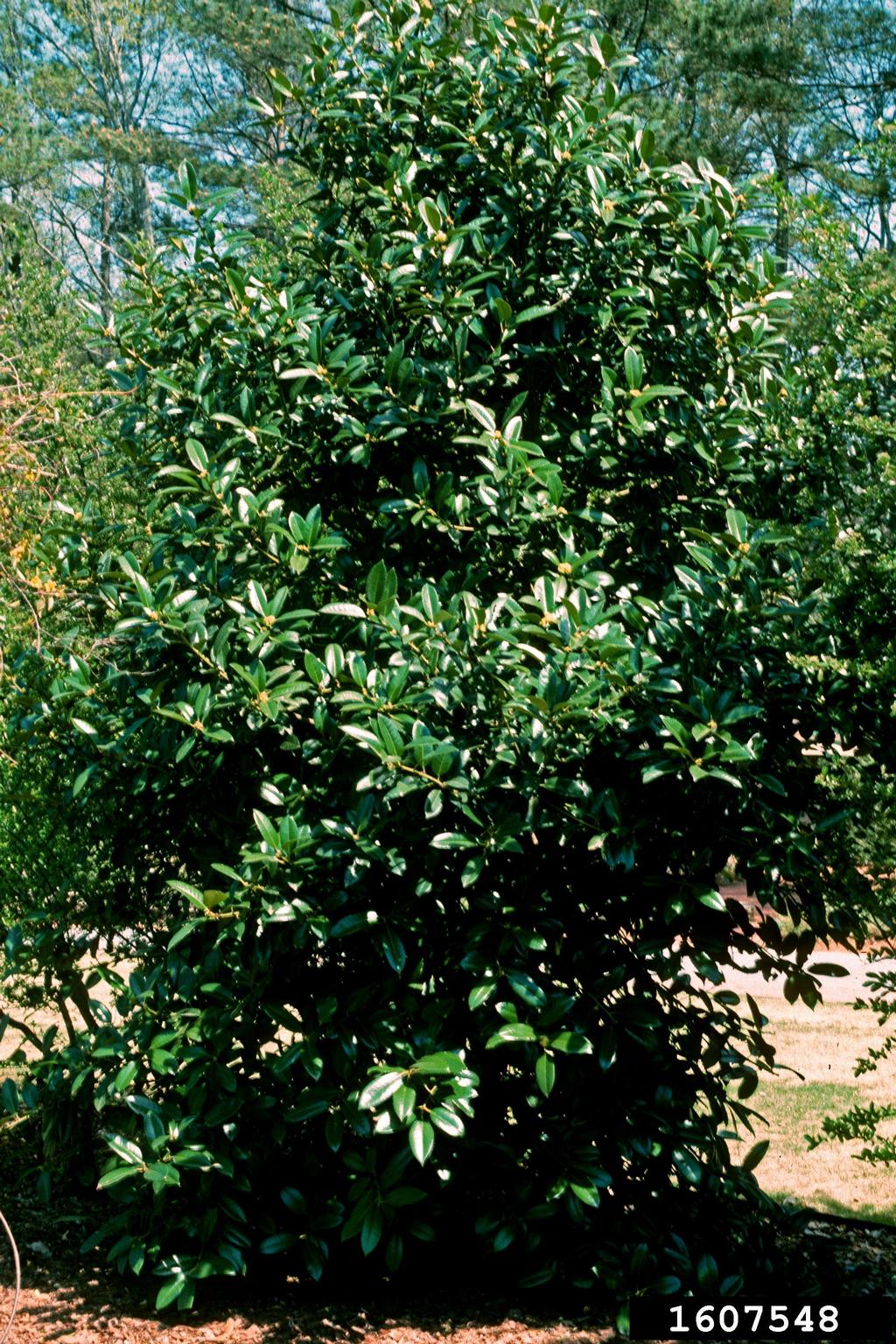 tarajo holly (Ilex latifolia Thunb.)