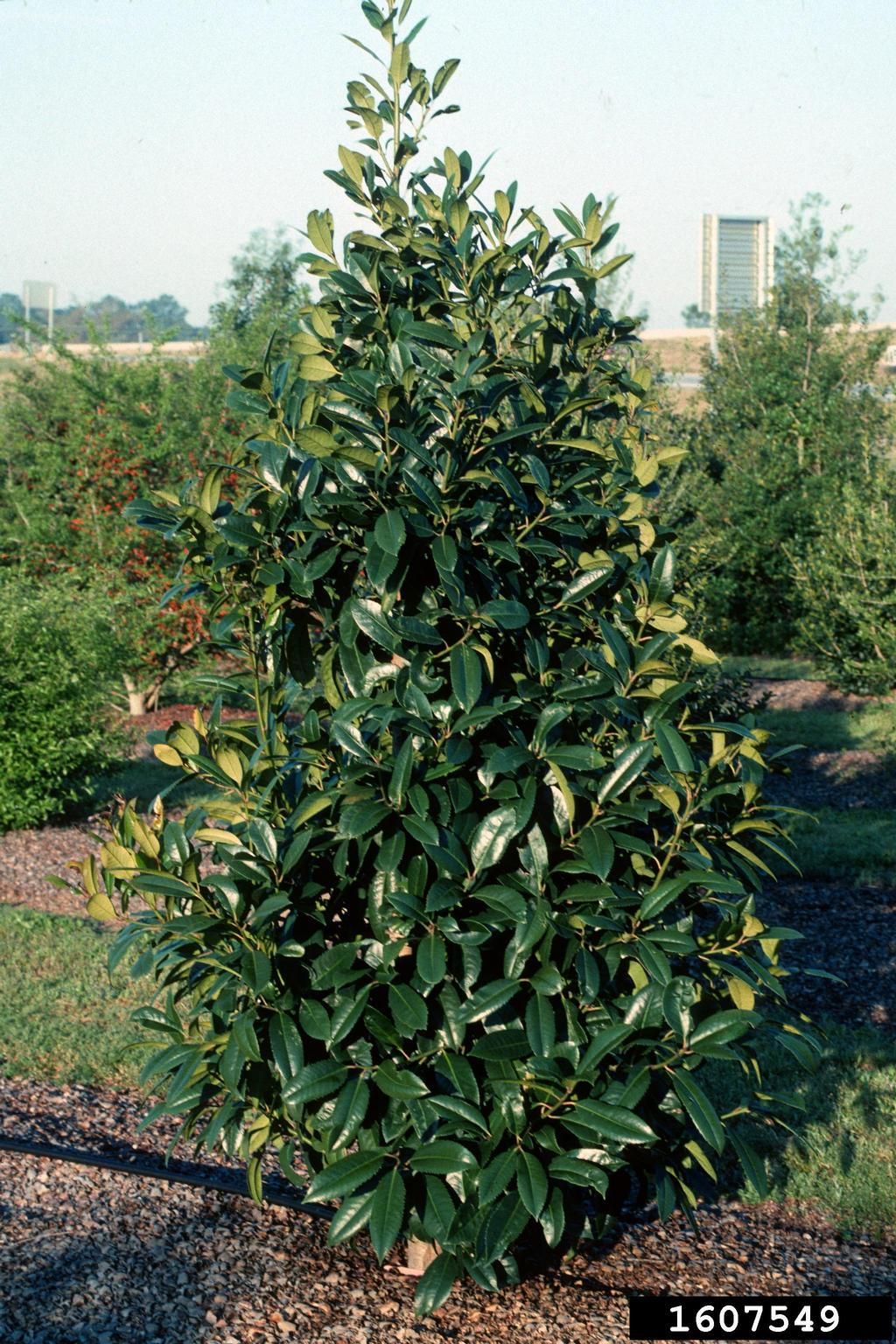 tarajo holly (Ilex latifolia Thunb.)