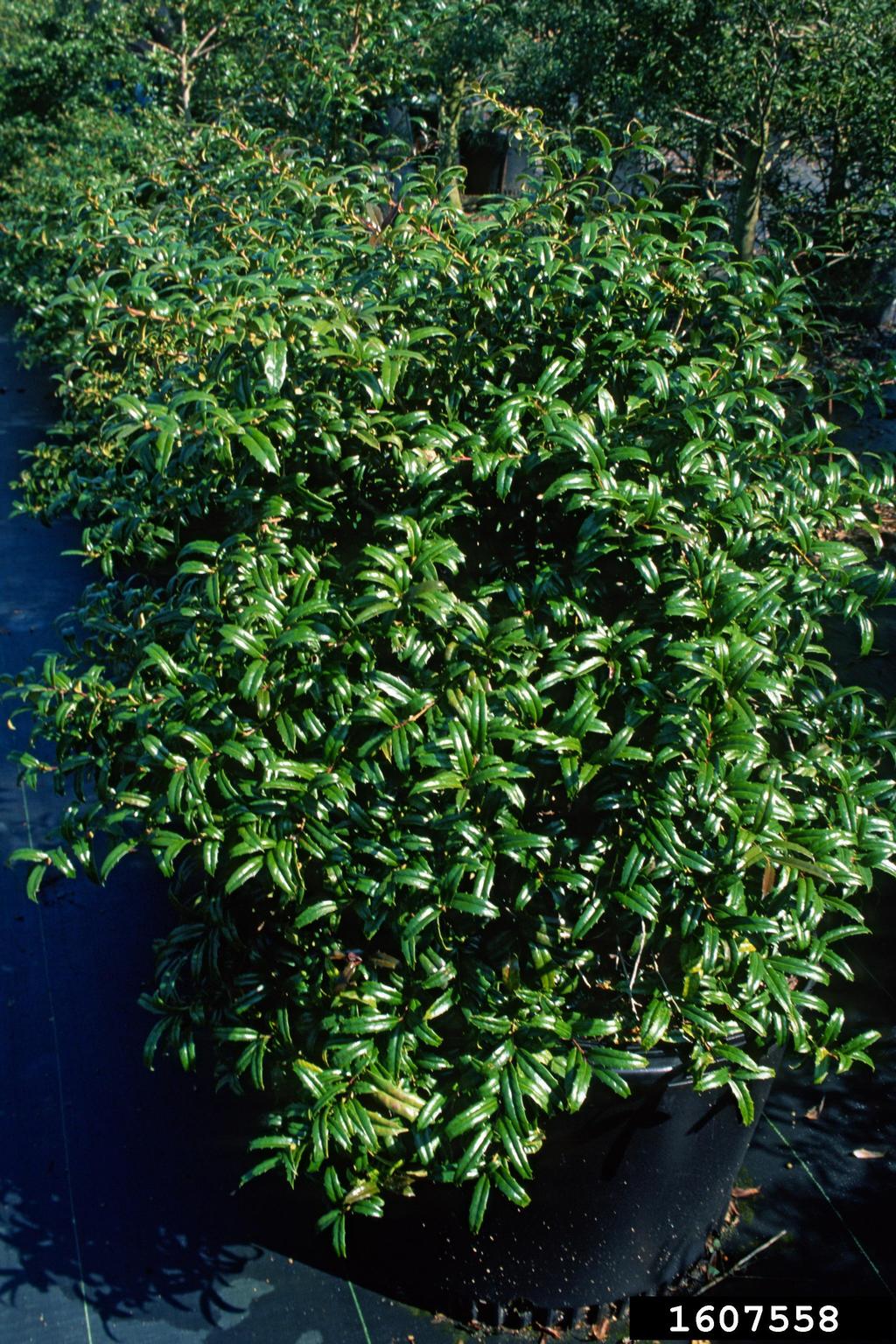 tarajo holly (Ilex latifolia)