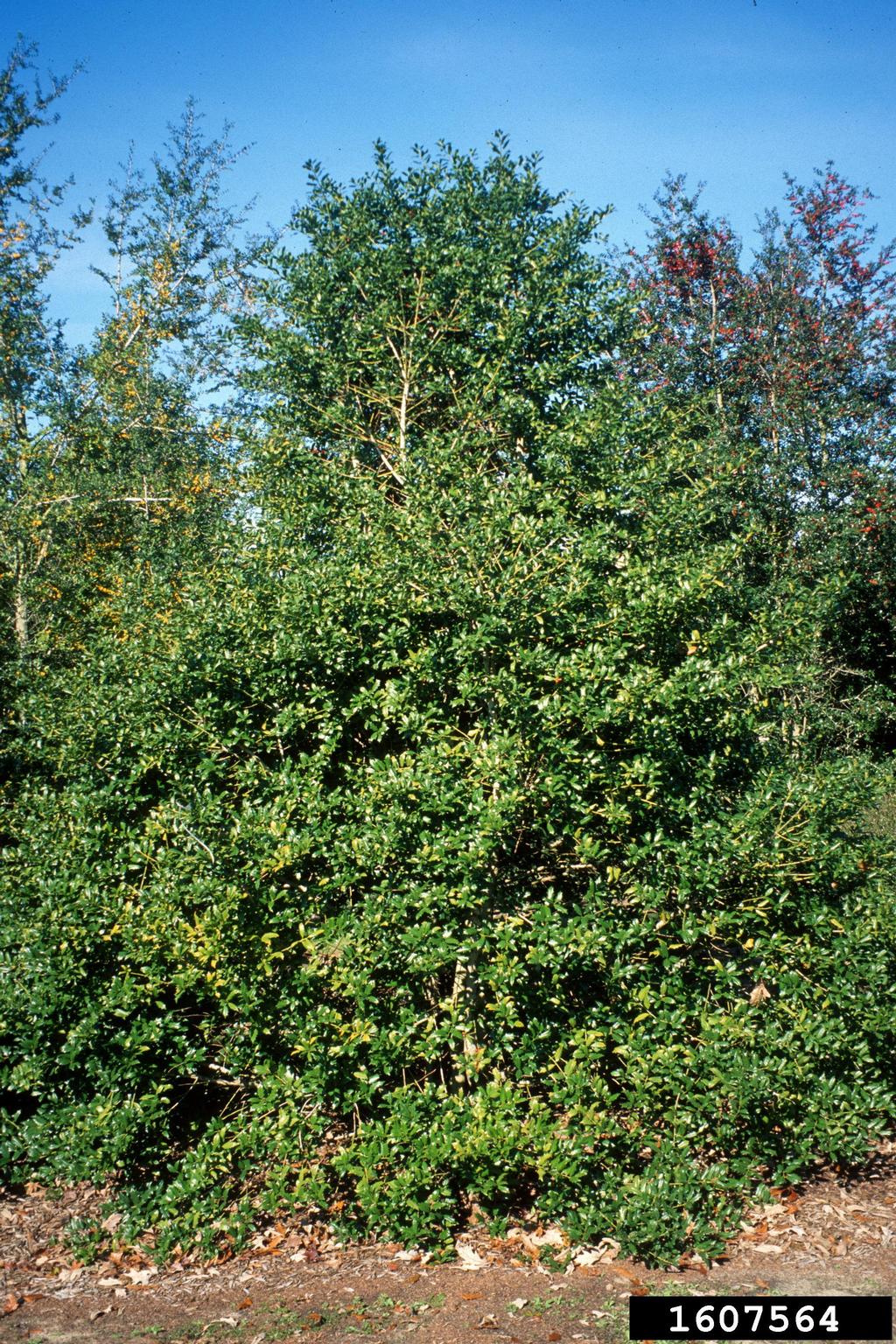 holly (Genus Ilex L.)