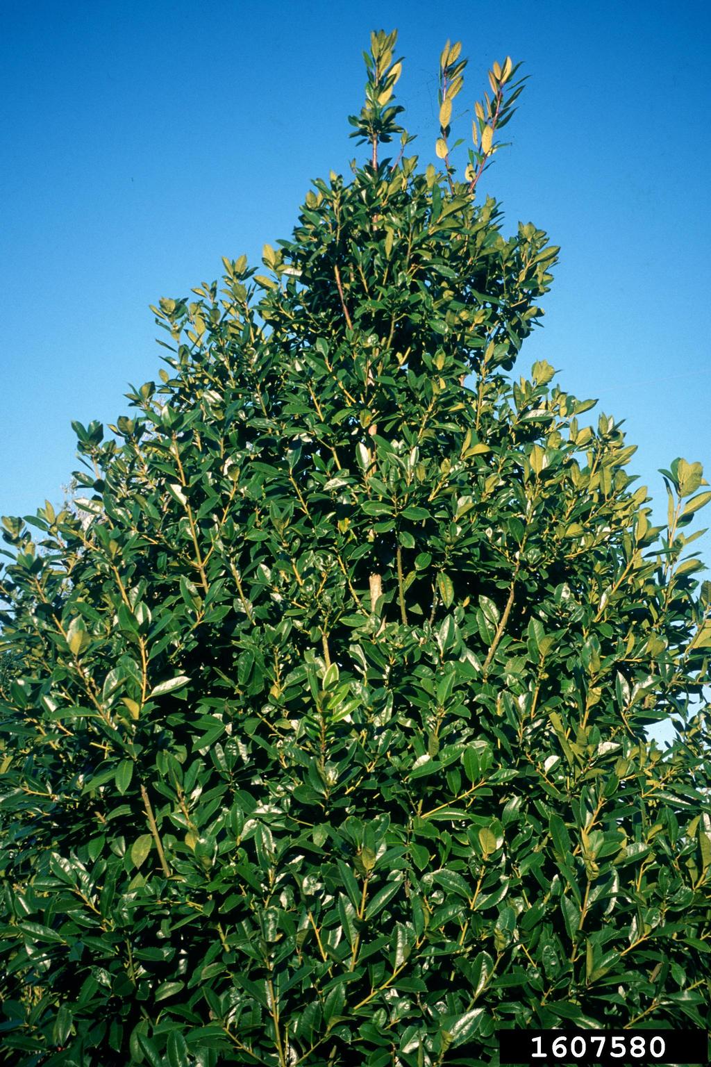 tarajo holly (Ilex latifolia Thunb.)