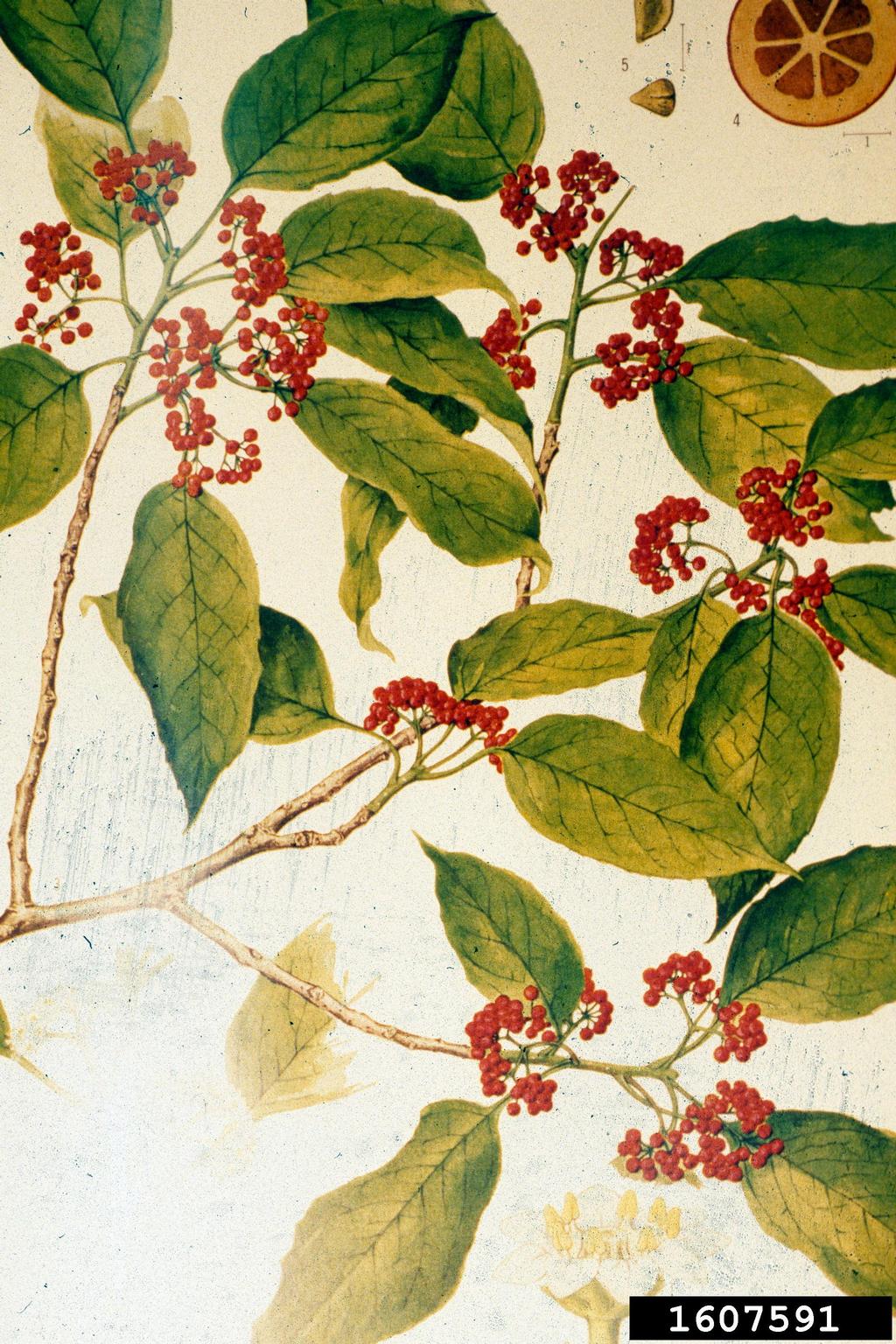 holly (Ilex micrococca Maxim.)