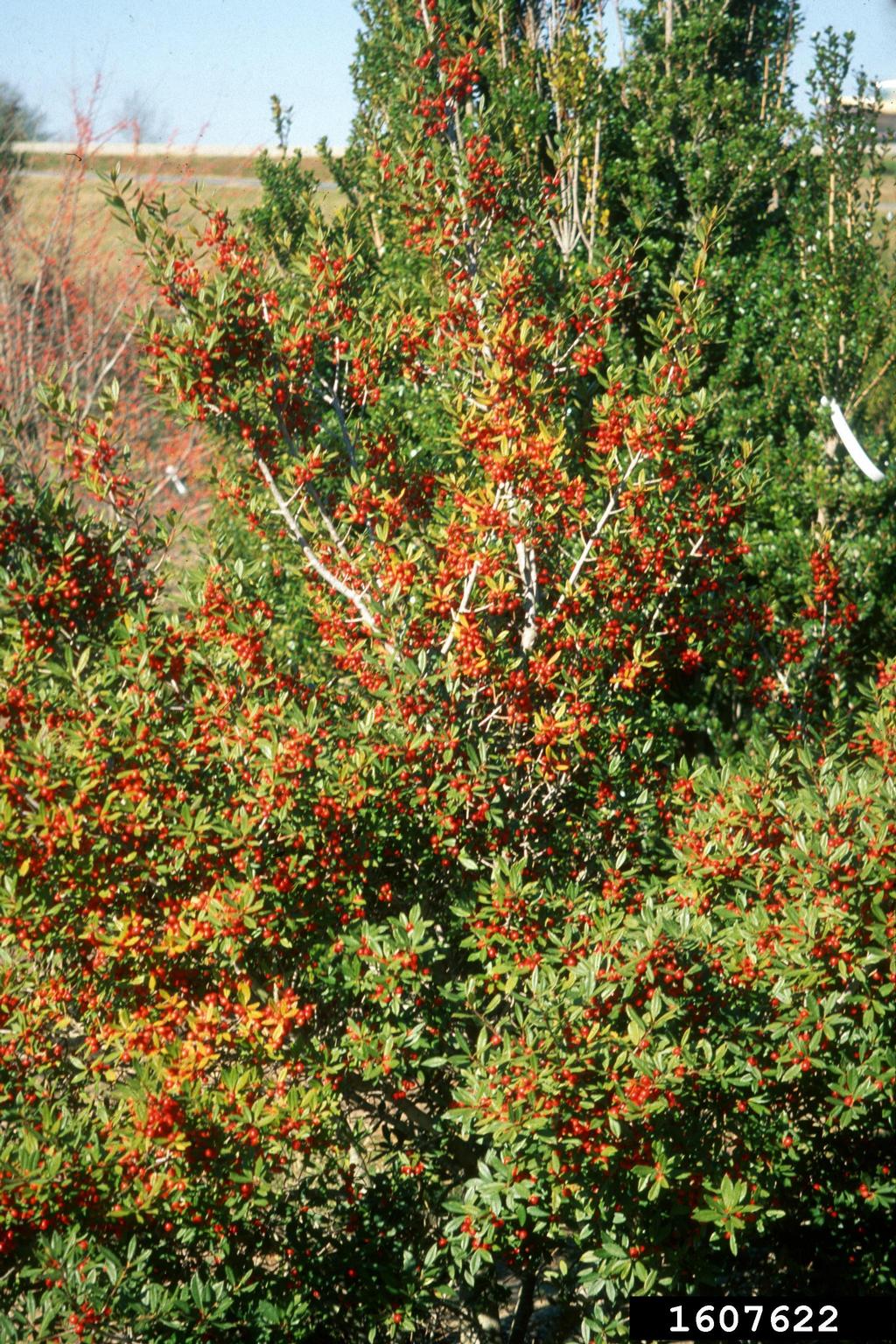 holly (Genus Ilex L.)
