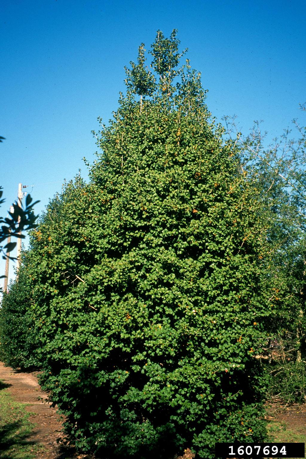 American holly (Ilex opaca)