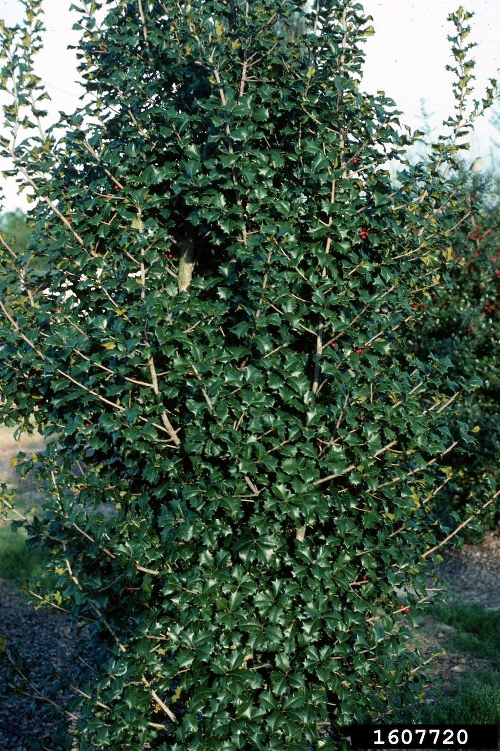 American holly (Ilex opaca Ait.)