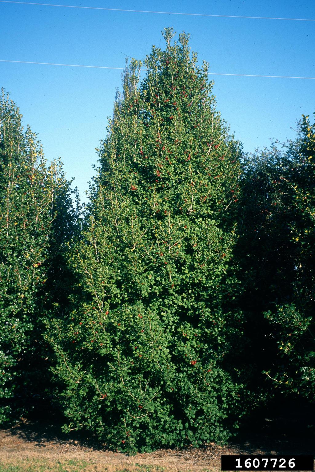 American holly (Ilex opaca Ait.)