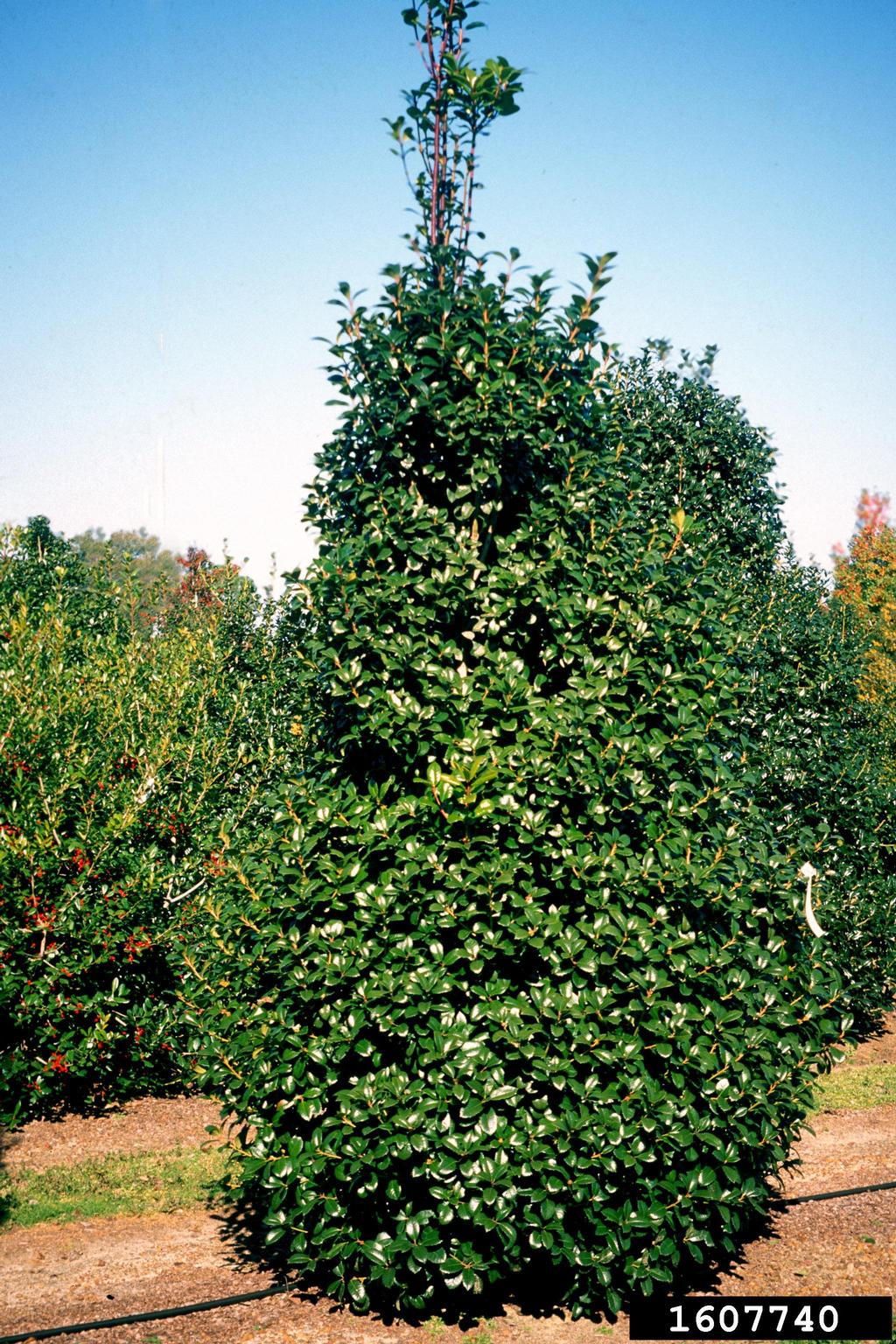 holly (Genus Ilex)