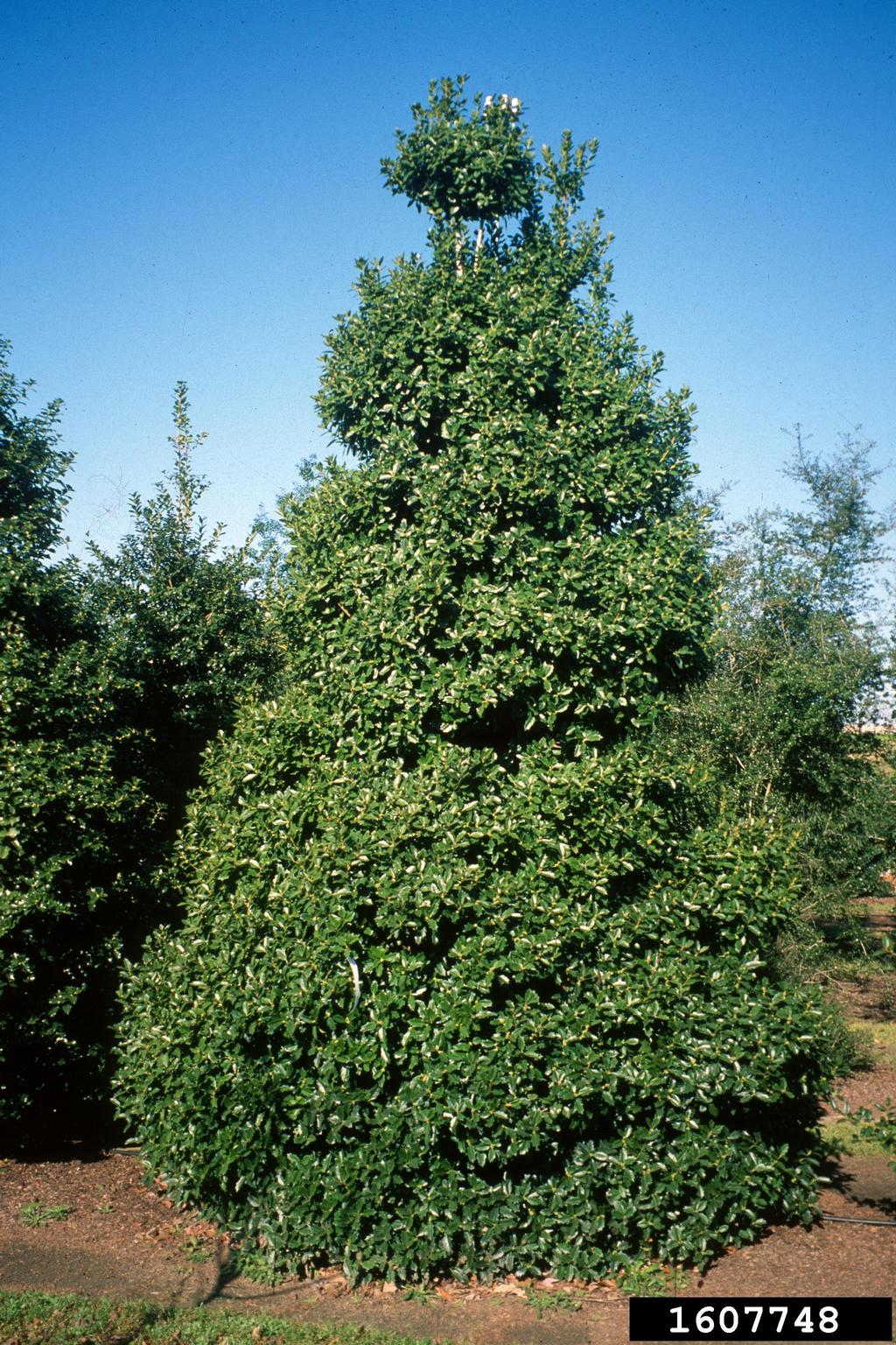 holly (Genus Ilex)