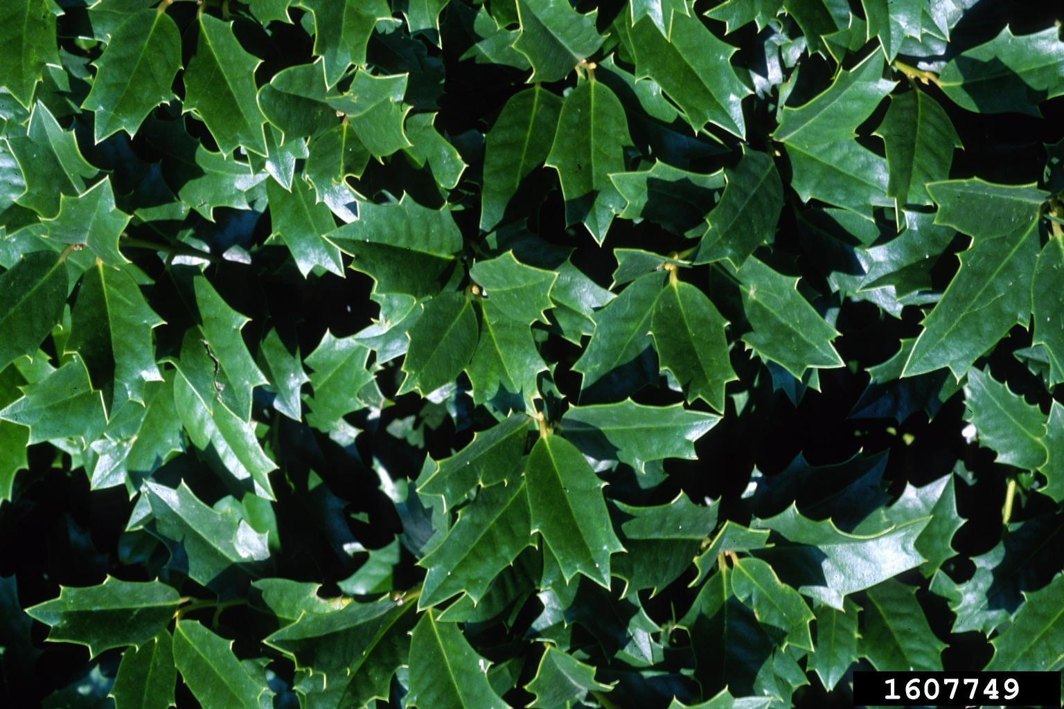 holly (Genus Ilex)