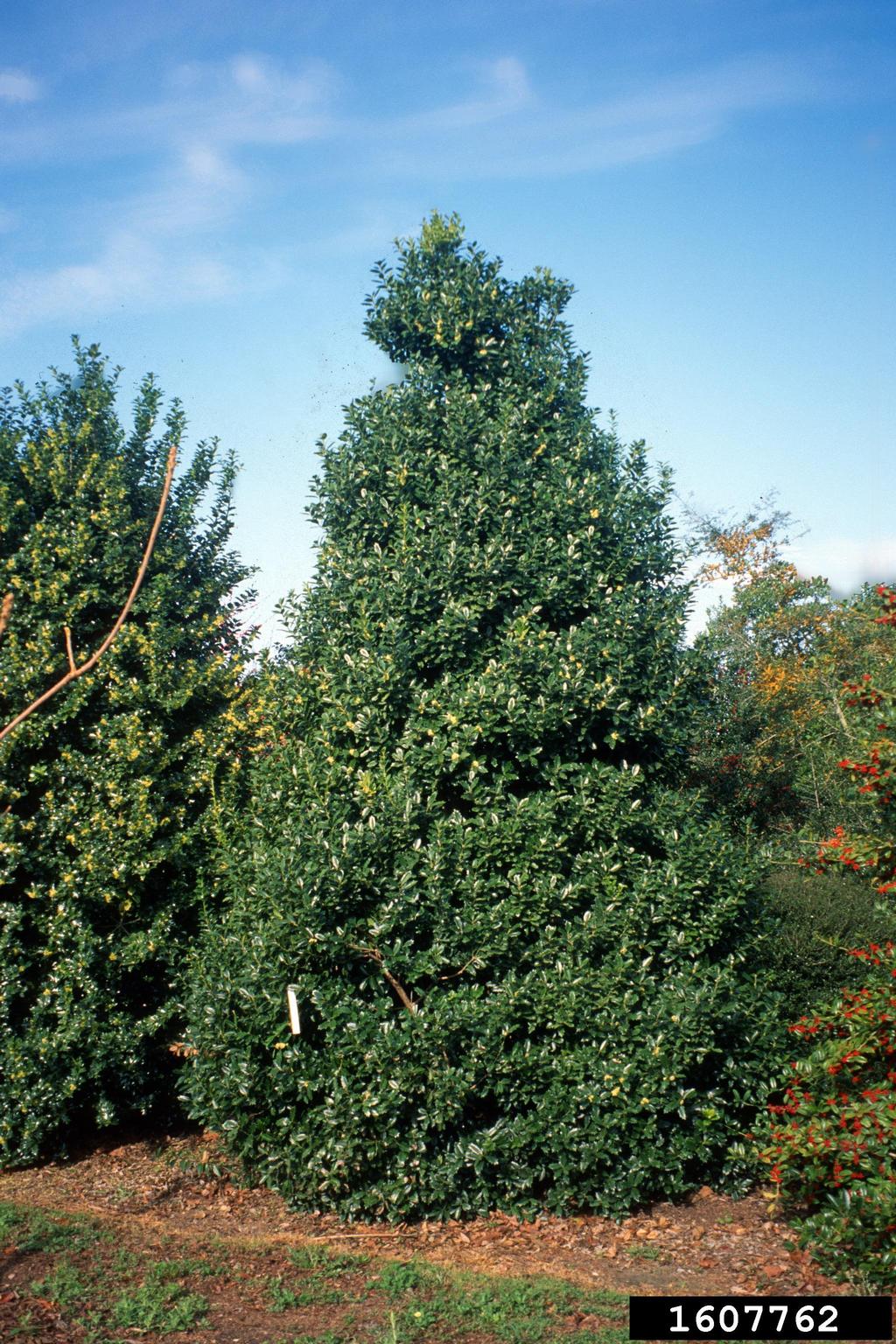 holly (Genus Ilex)