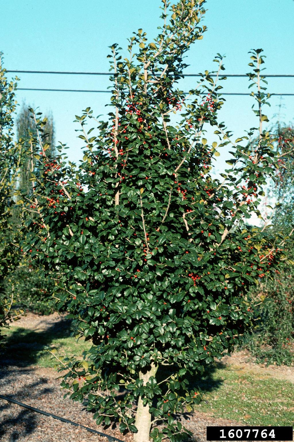 American holly (Ilex opaca)