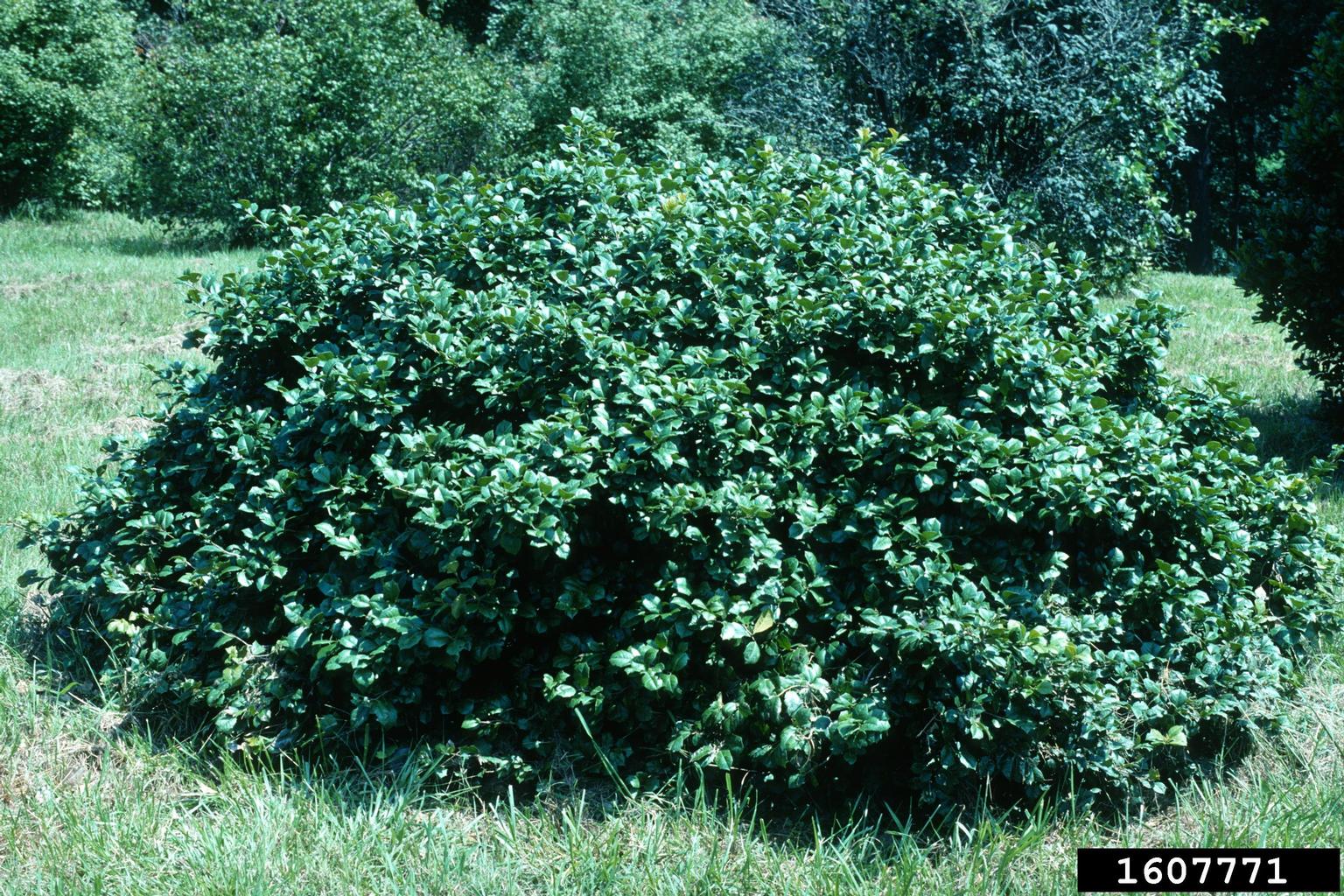 American holly (Ilex opaca)