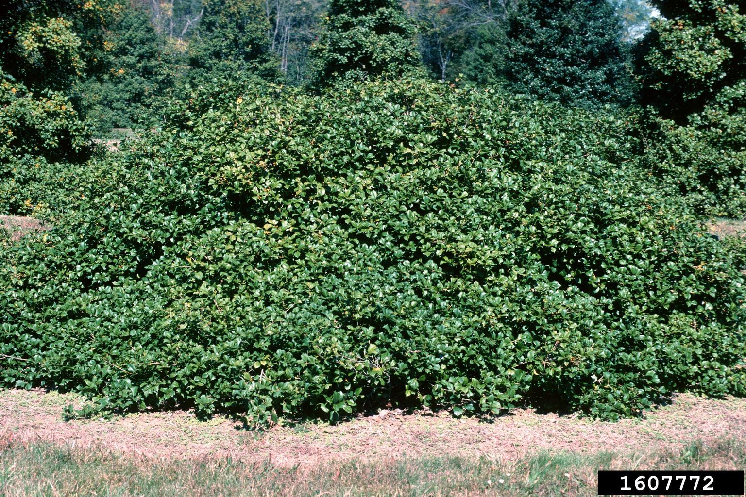 American holly (Ilex opaca)