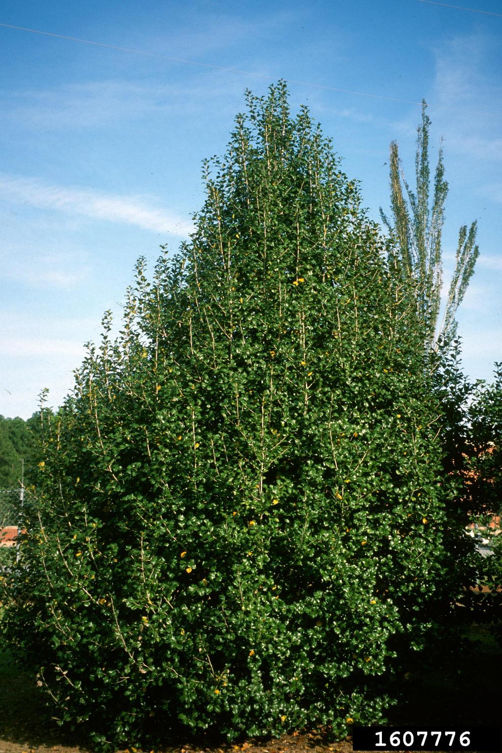 American holly (Ilex opaca), Ilex opaca (Celastrales: Aquifoliaceae ...