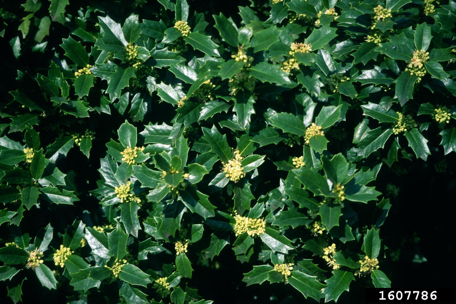 holly (Genus Ilex L.)