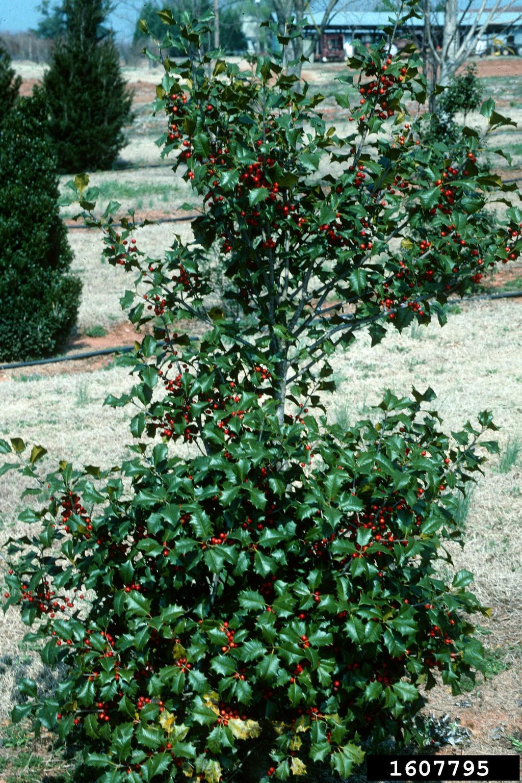 American holly (Ilex opaca)