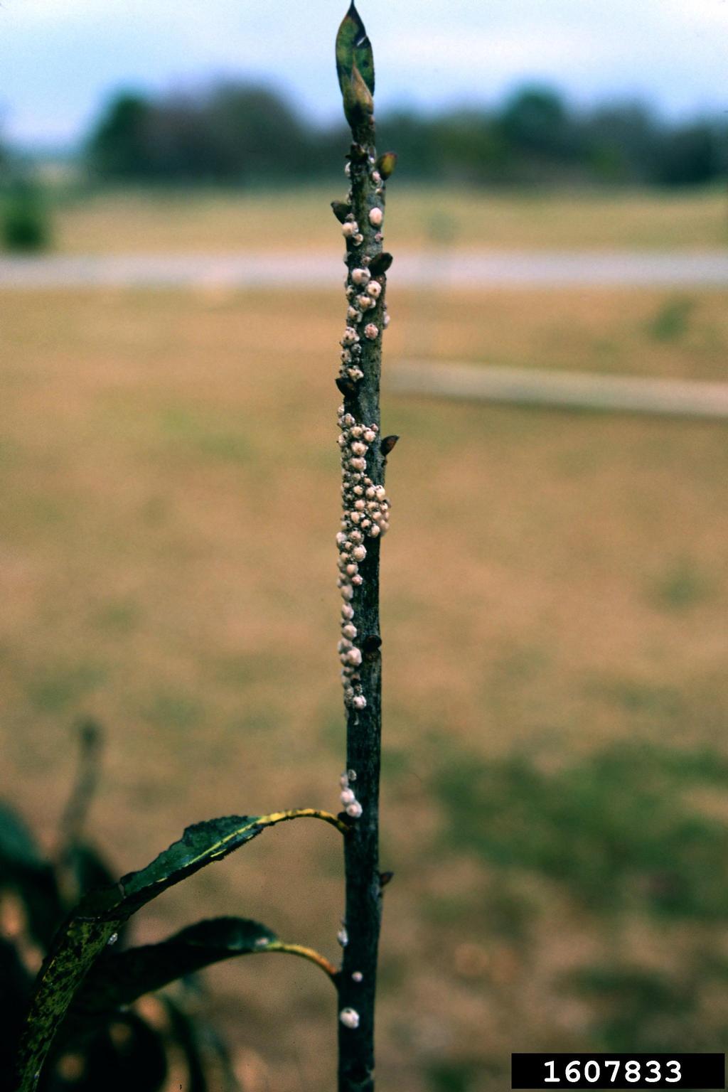 Florida wax scale (Ceroplastes floridensis)