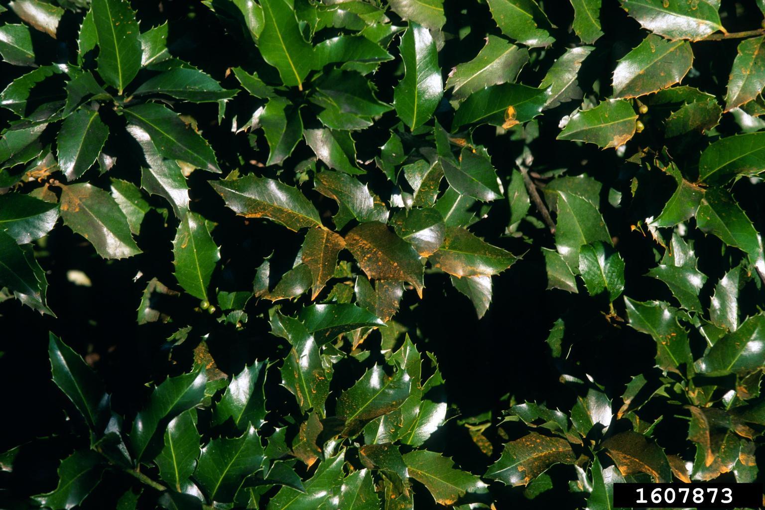 holly (Genus Ilex)
