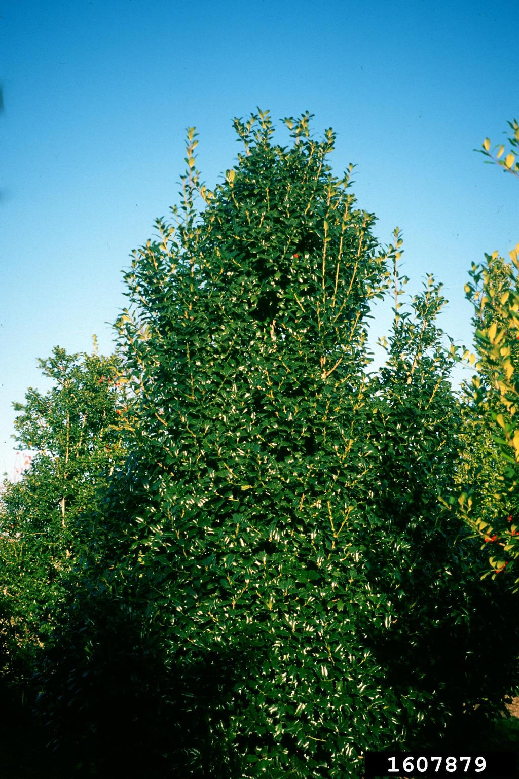 holly (Genus Ilex)
