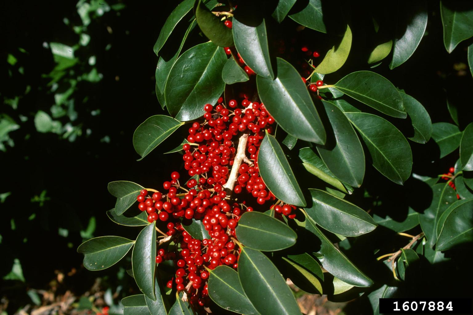 Kurogane holly (Ilex rotunda Thunb.)