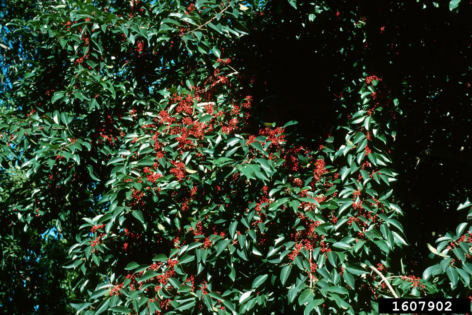 Kurogane holly (Ilex rotunda Thunb.)