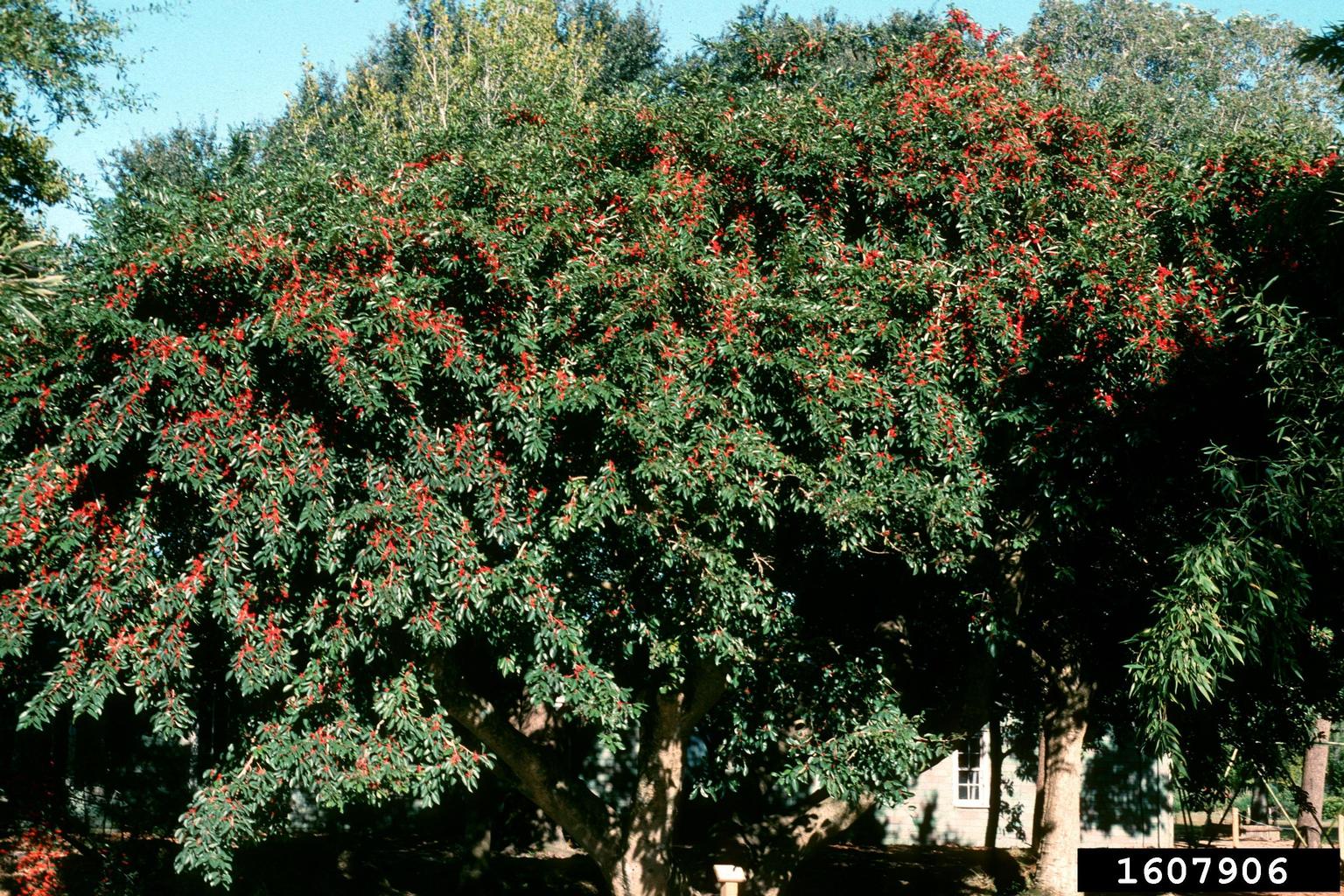 Kurogane holly (Ilex rotunda)
