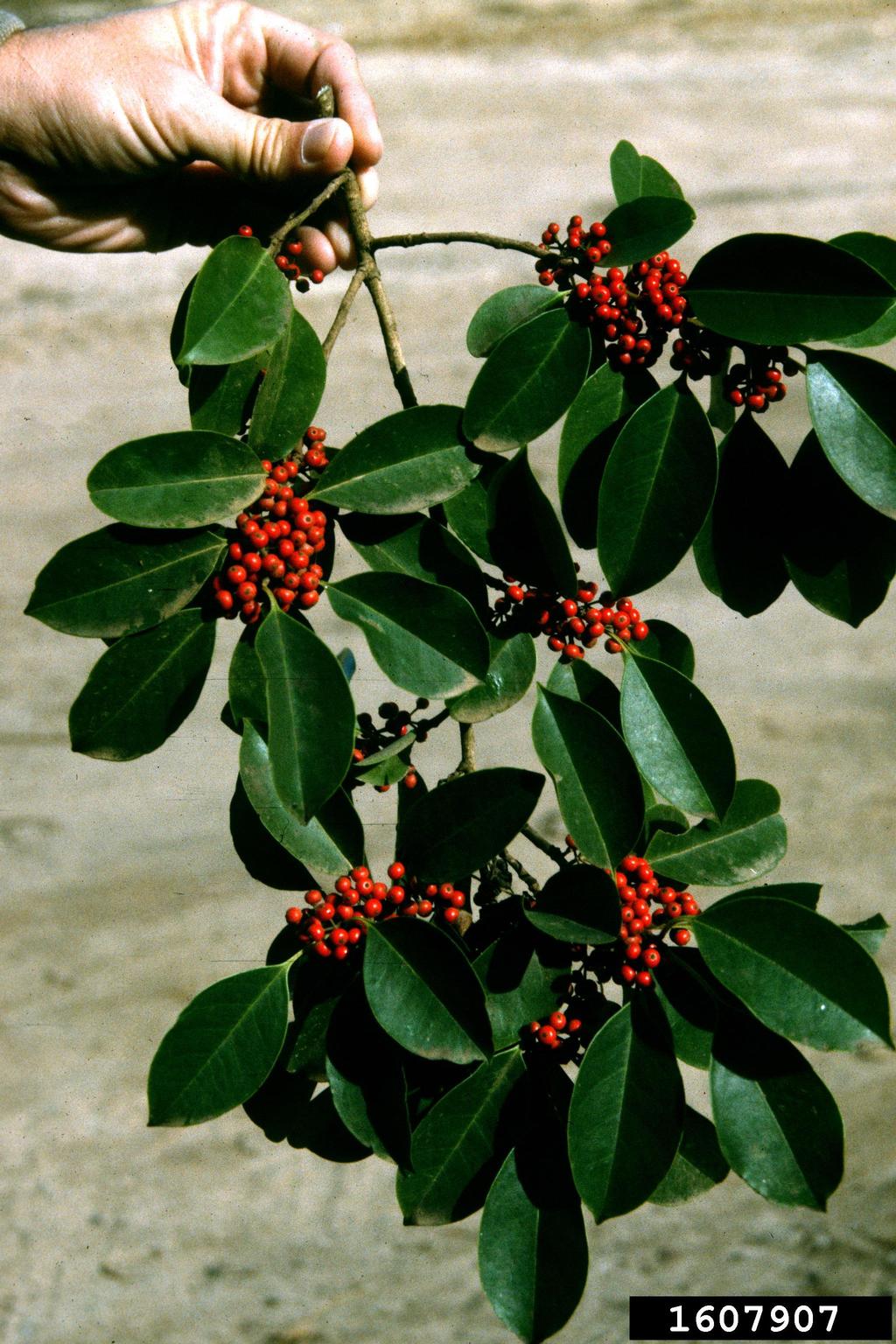 Kurogane holly (Ilex rotunda)