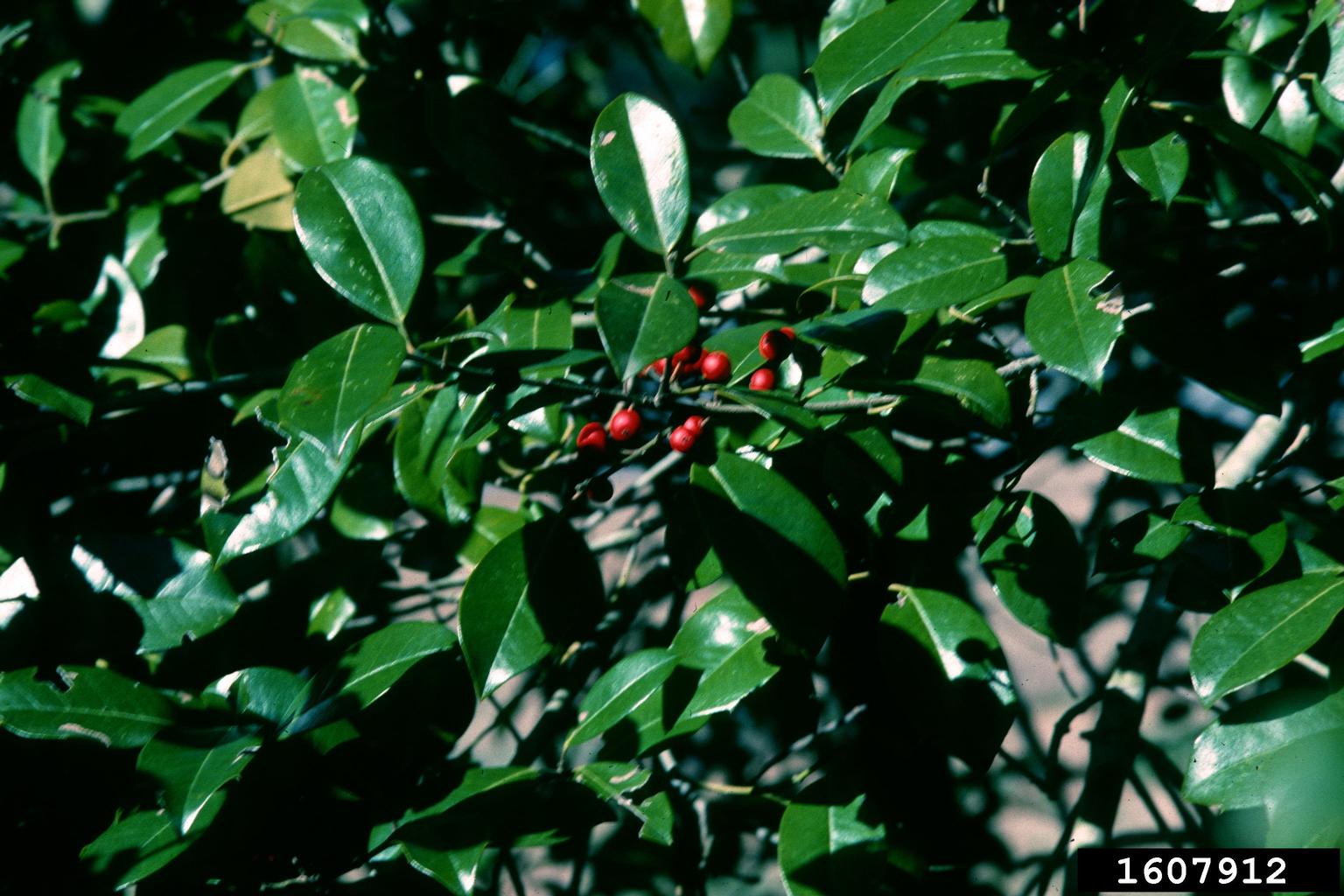 Kurogane holly (Ilex rotunda)