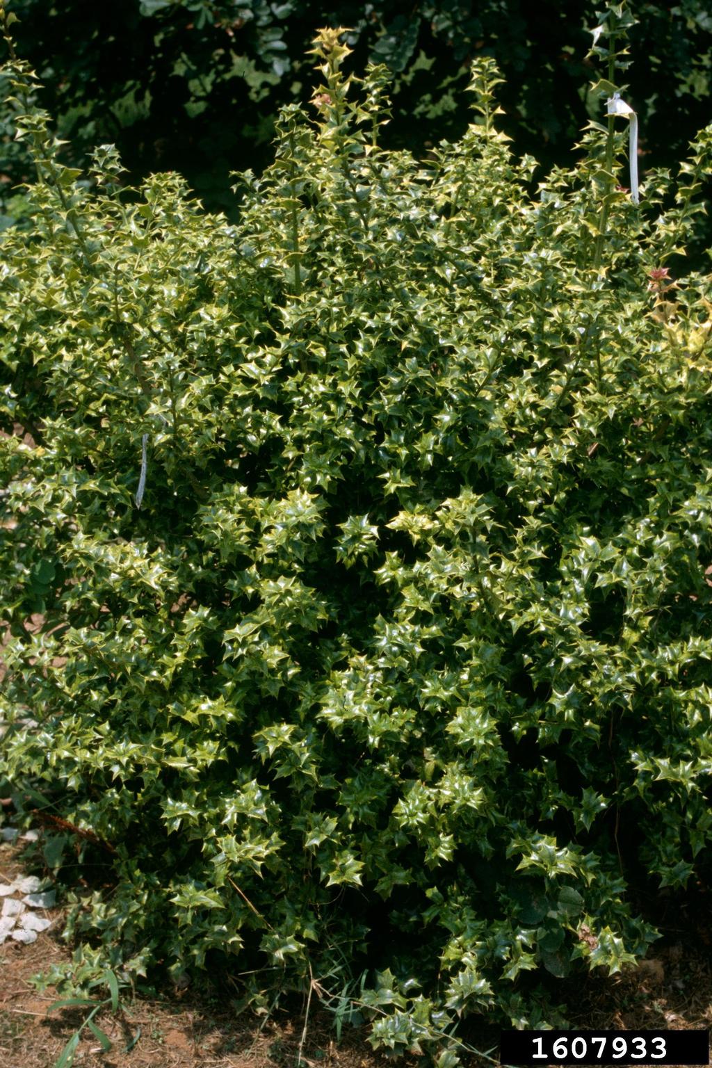 Perny's holly (Ilex pernyi Franch.)