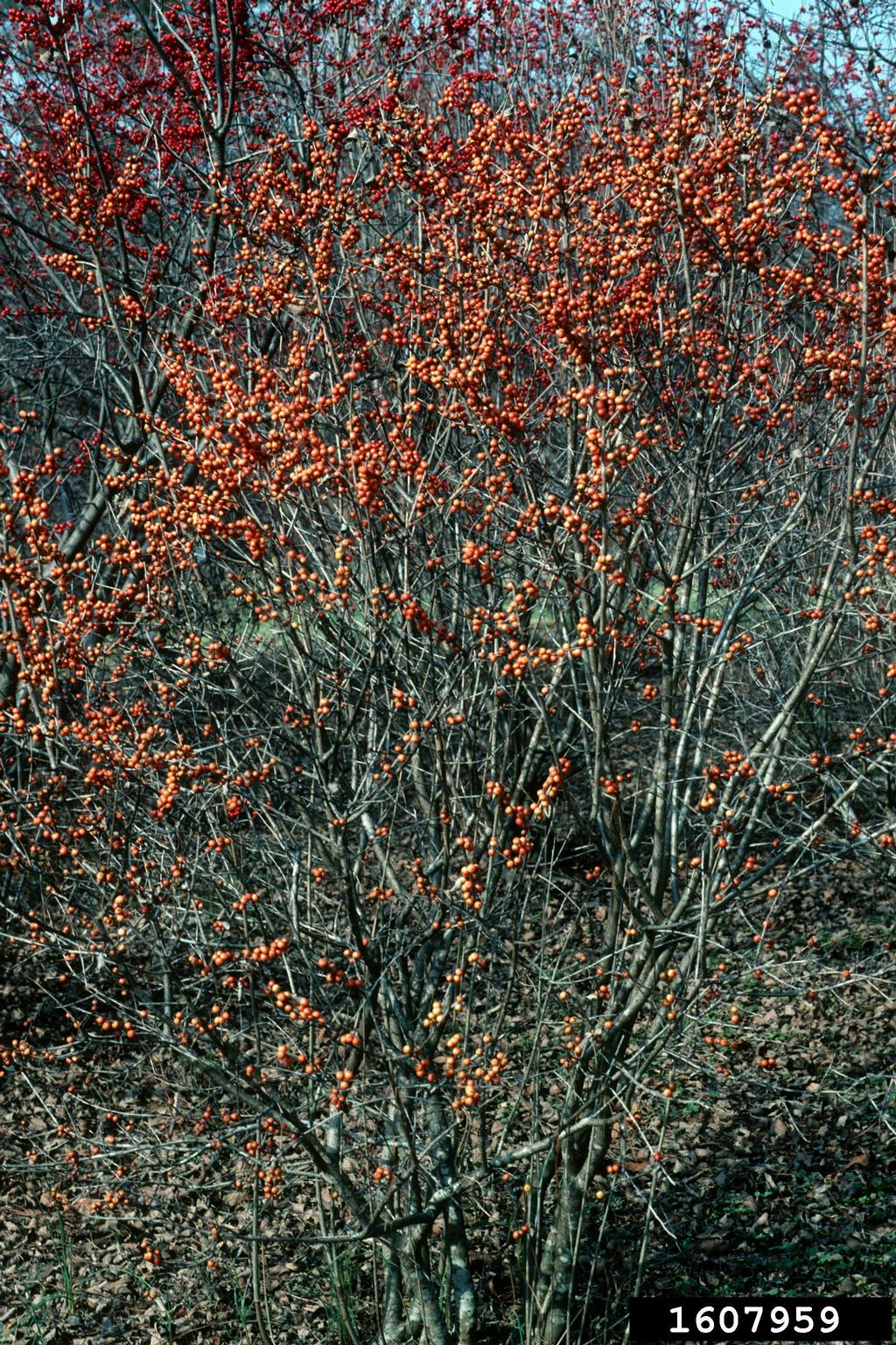 common winterberry (Ilex verticillata (L.) Gray)