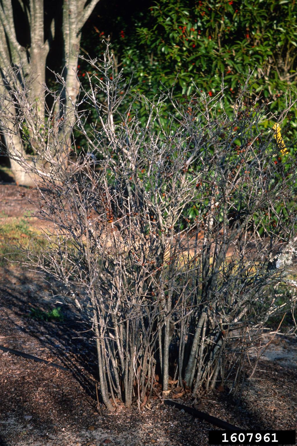 common winterberry (Ilex verticillata)