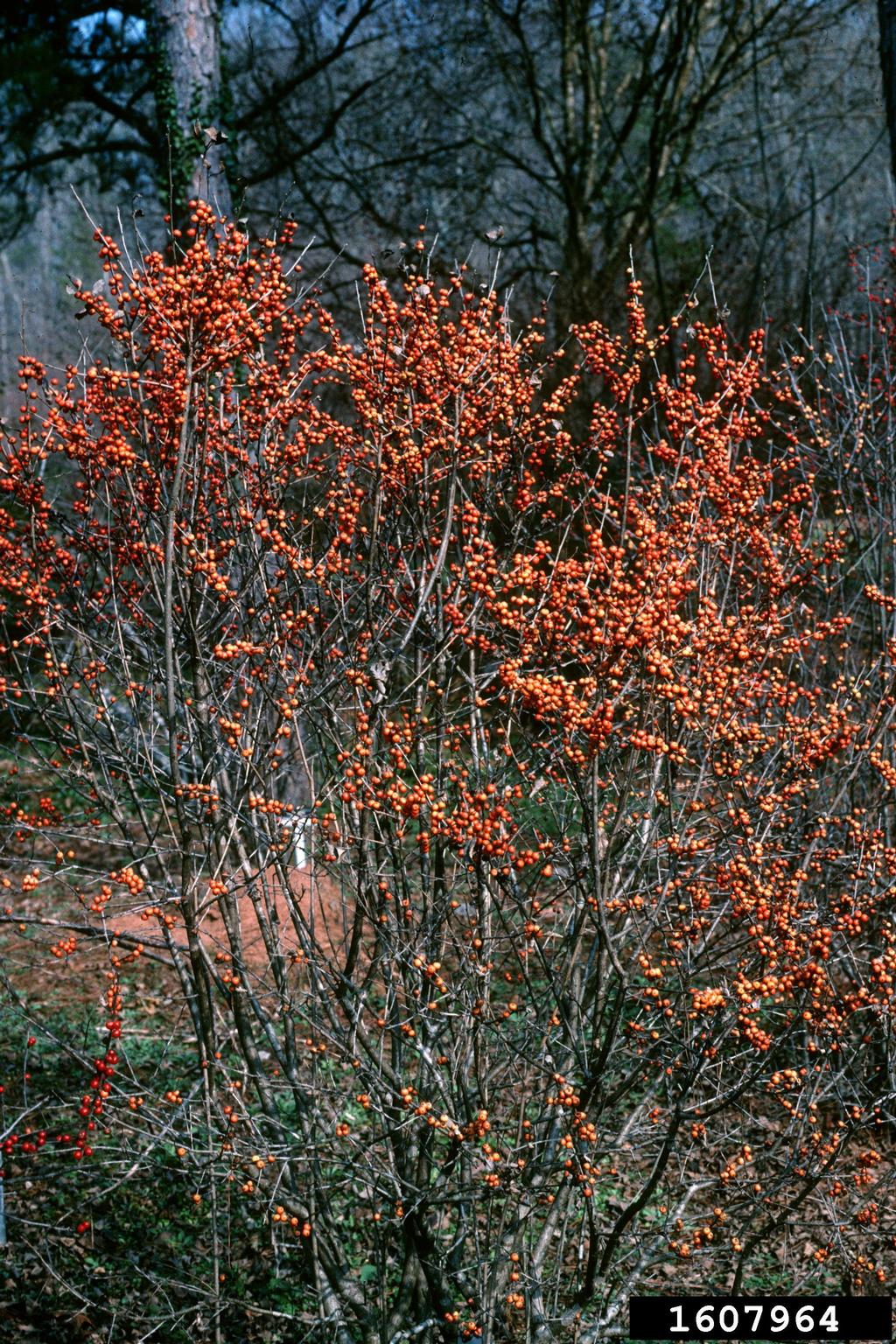 common winterberry (Ilex verticillata)