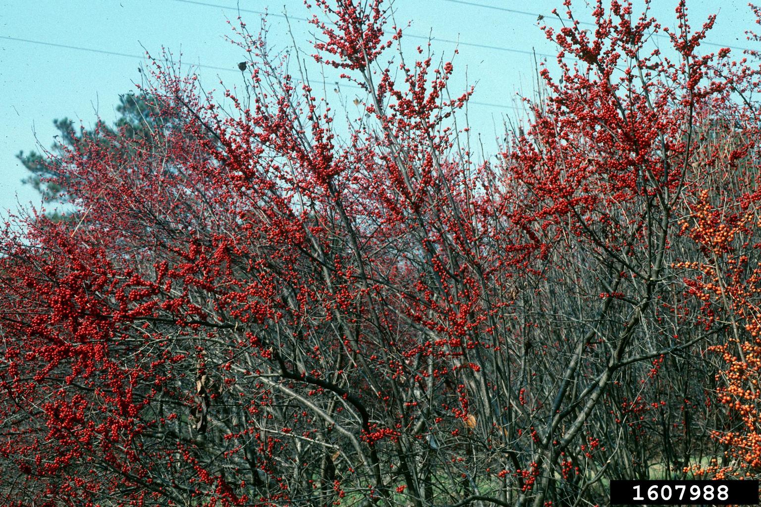 common winterberry (Ilex verticillata)