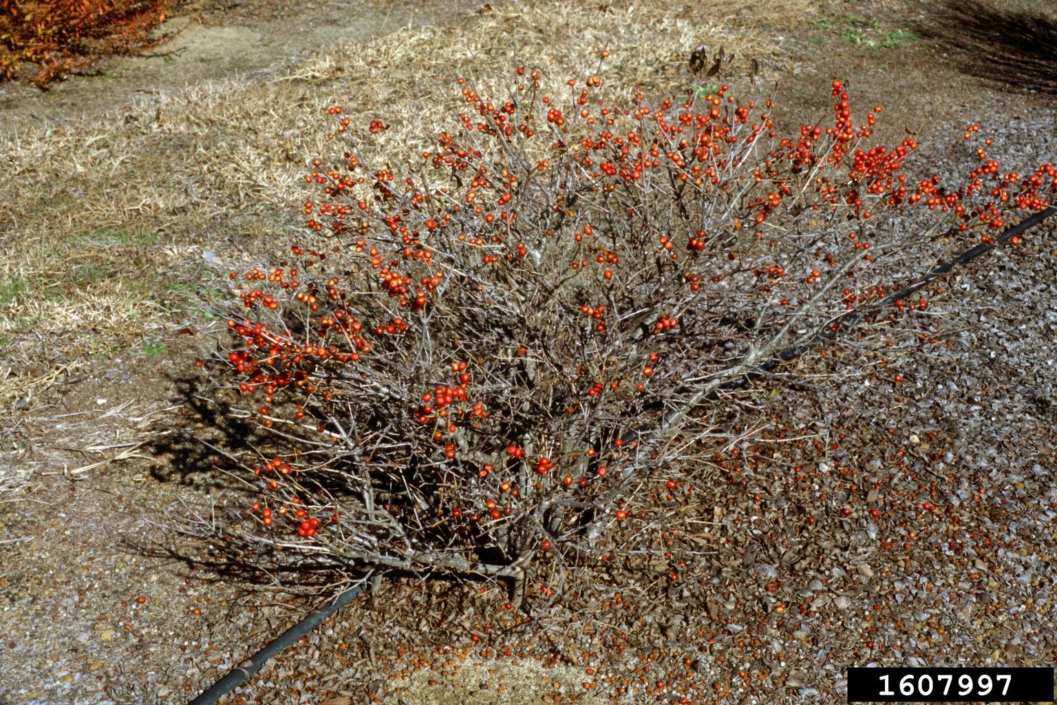 common winterberry (Ilex verticillata)