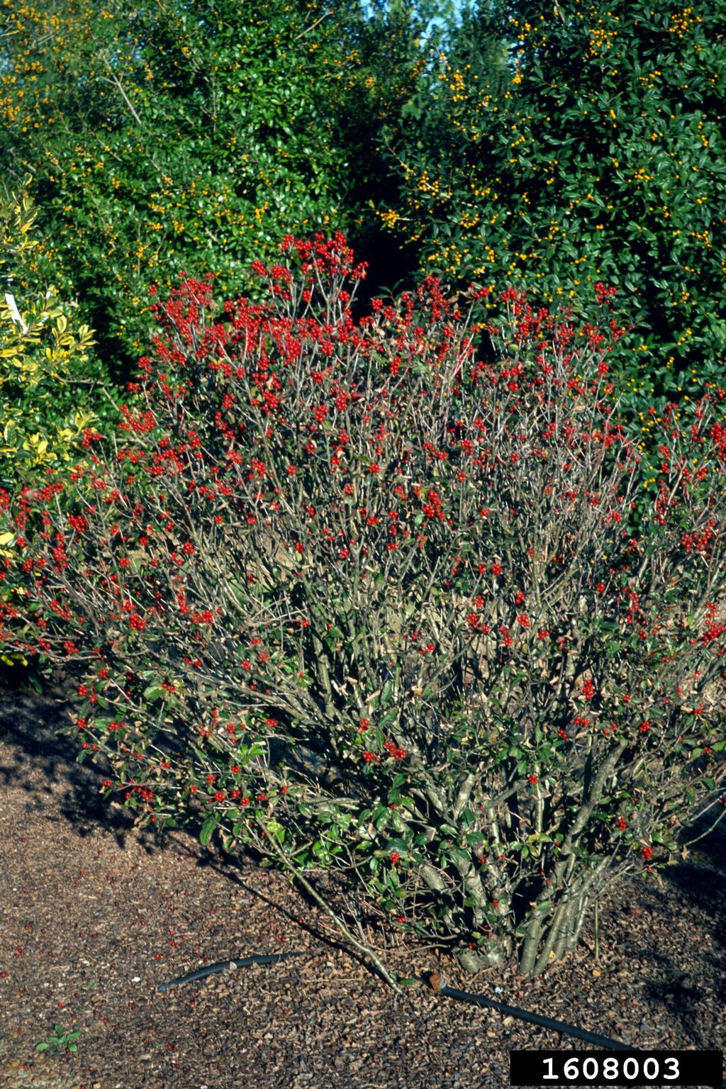 common winterberry (Ilex verticillata)