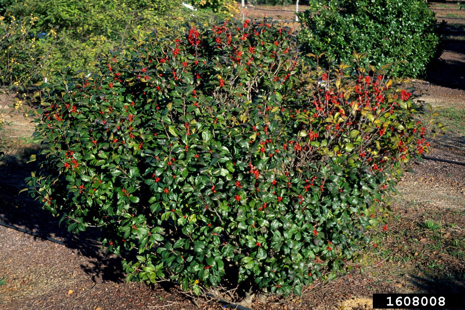 common winterberry (Ilex verticillata)