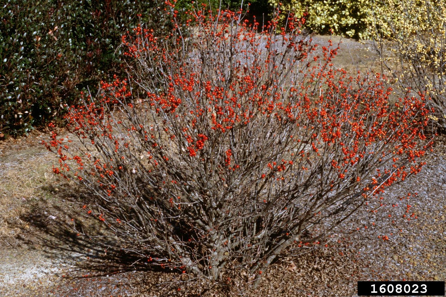 common winterberry (Ilex verticillata)