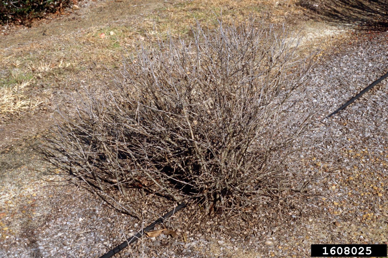 common winterberry (Ilex verticillata)