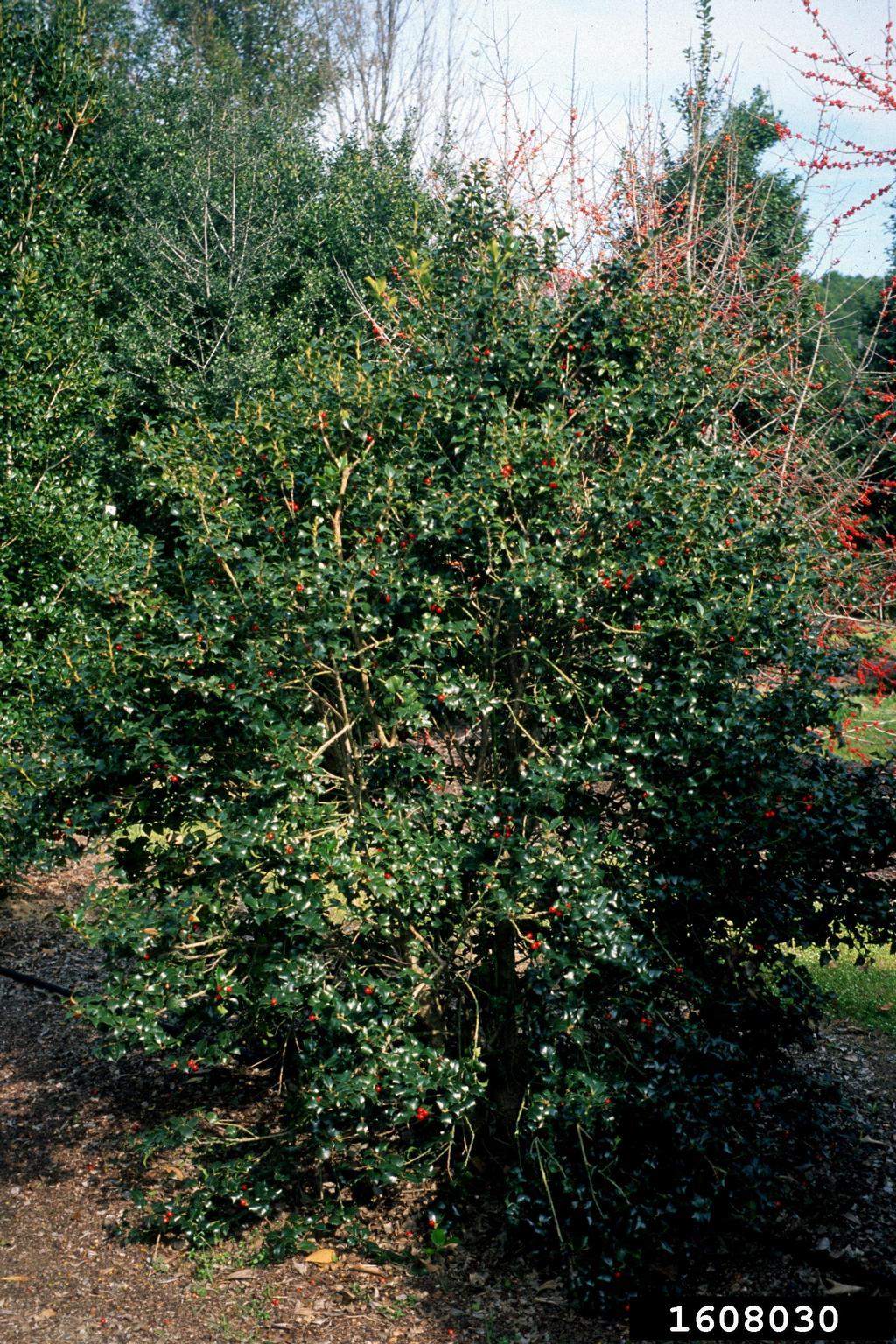 holly (Genus Ilex)