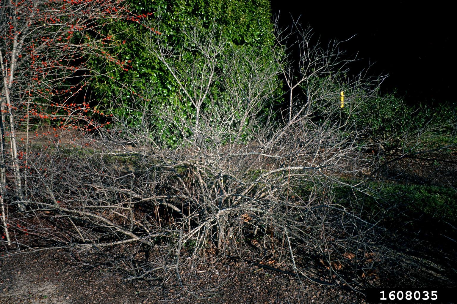 holly (Genus Ilex L.)