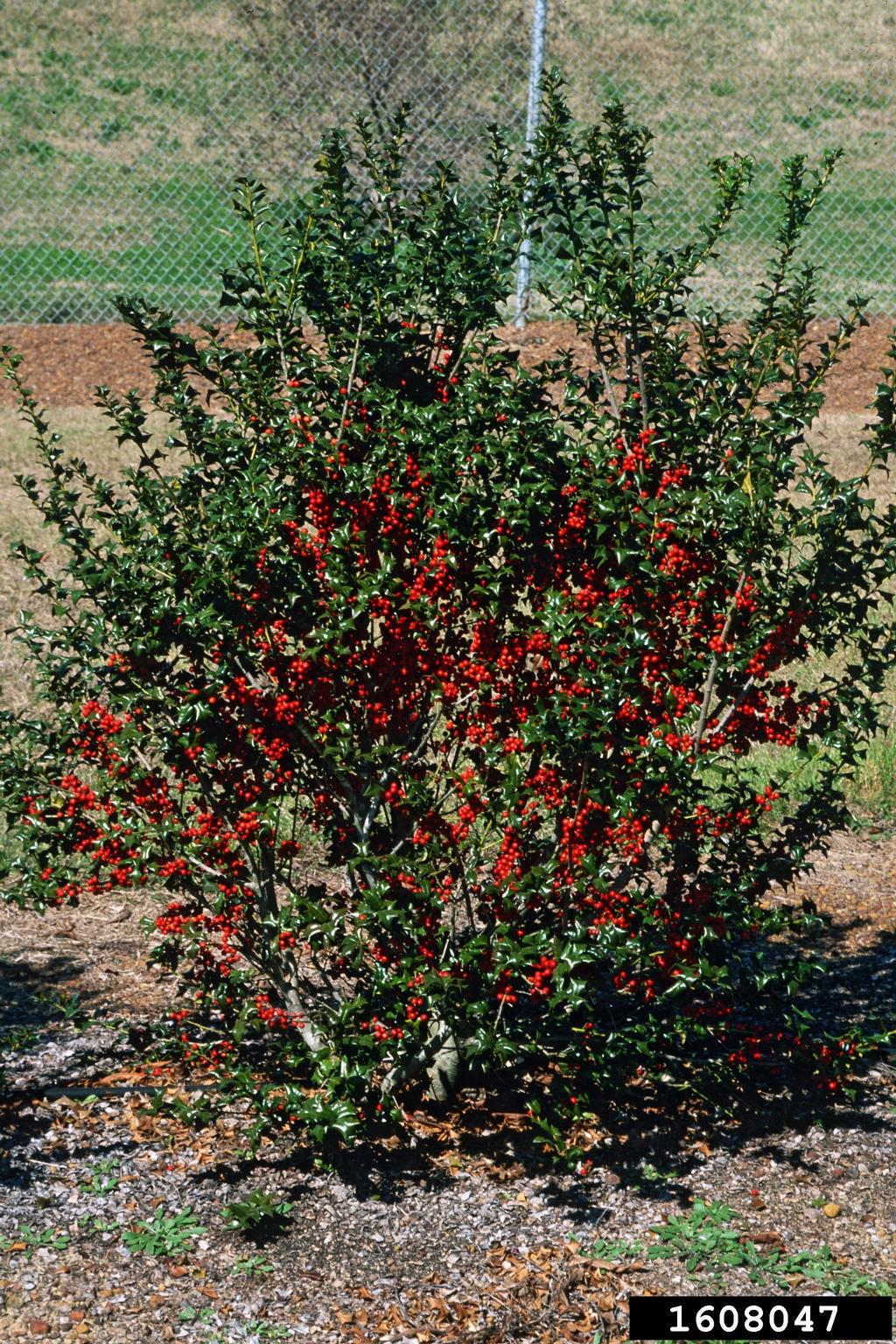 holly (Genus Ilex)