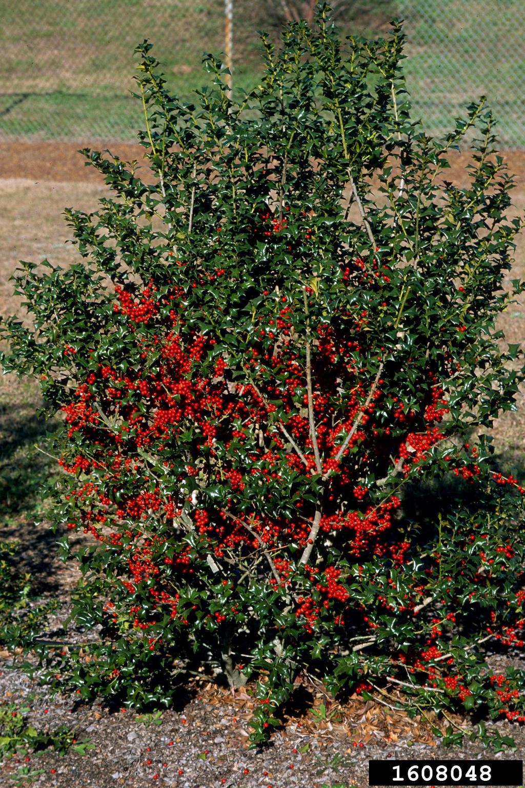 holly (Genus Ilex L.)