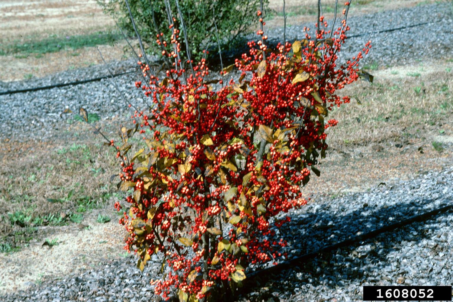 common winterberry (Ilex verticillata)