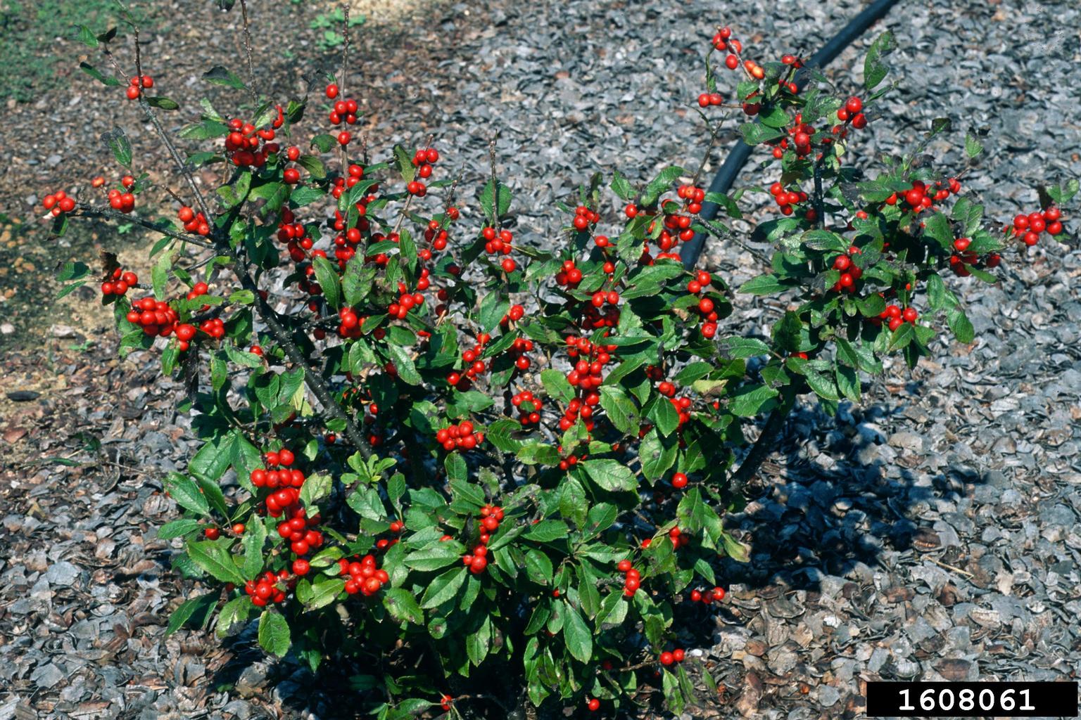 common winterberry (Ilex verticillata)