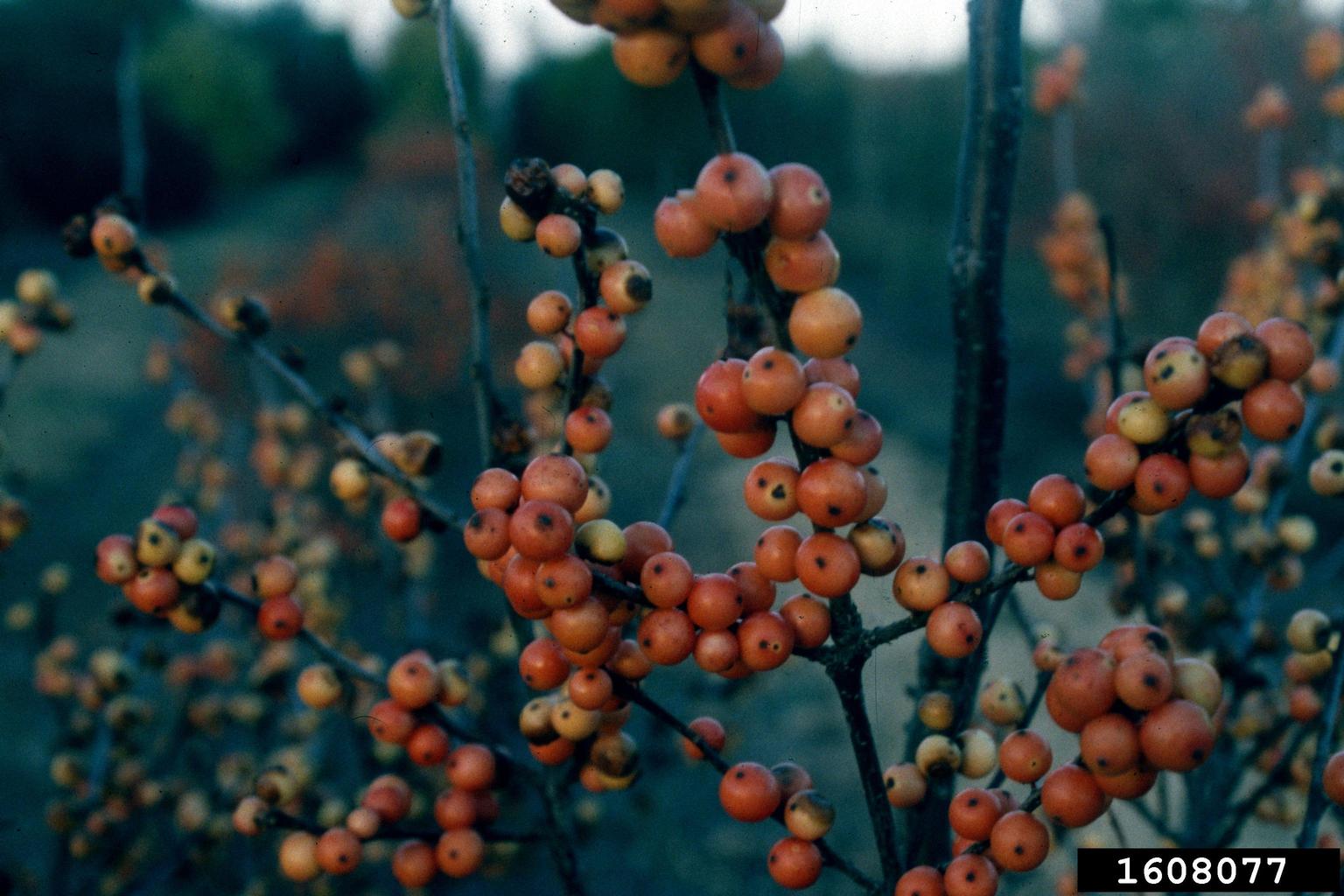 common winterberry (Ilex verticillata)