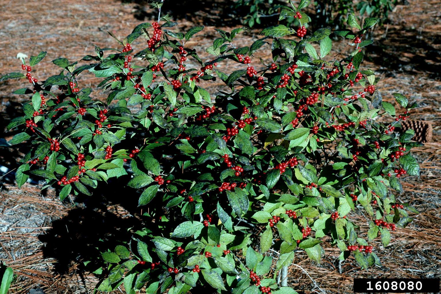 common winterberry (Ilex verticillata (L.) Gray)