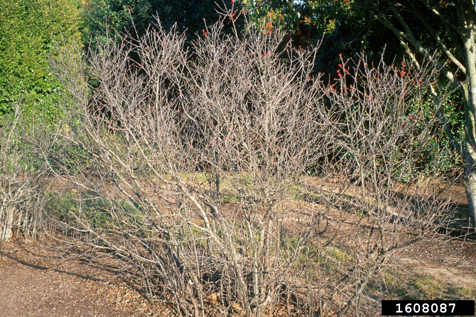 common winterberry (Ilex verticillata (L.) Gray)