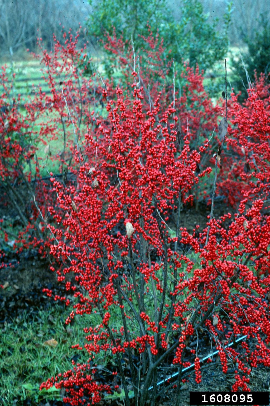 common winterberry (Ilex verticillata (L.) Gray)