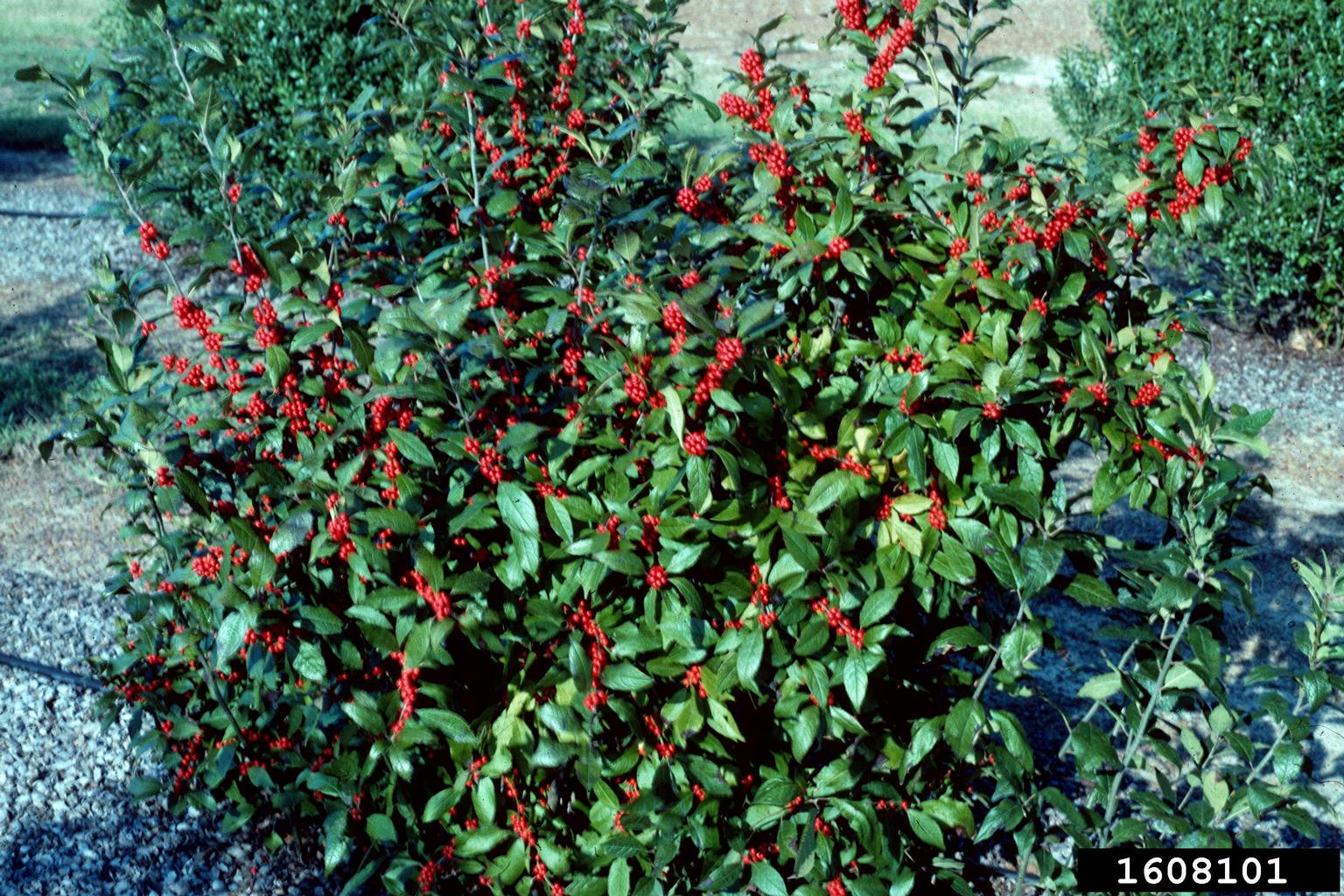 common winterberry (Ilex verticillata (L.) Gray)
