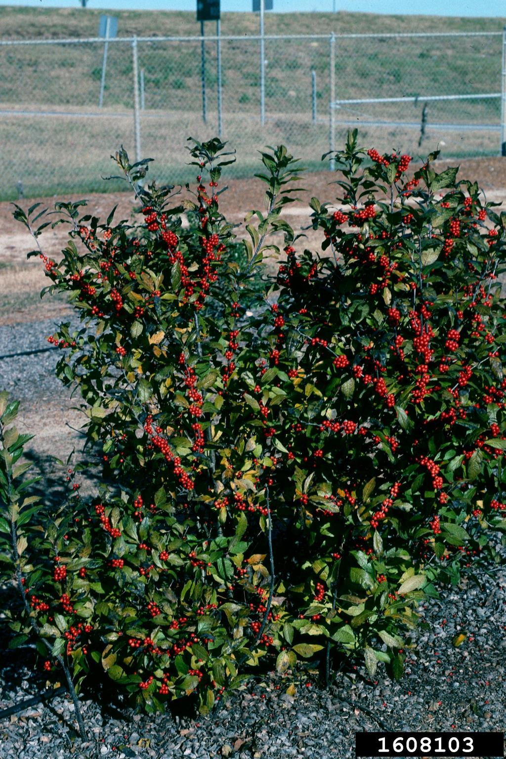 common winterberry (Ilex verticillata)